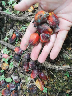 How is Organic Palm Jewelry Made - Ivory Palm Seed