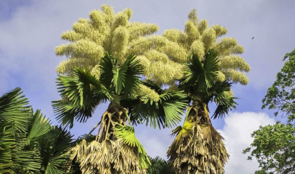 Our Palm Seed Jewellery - Ivory Palm Seed