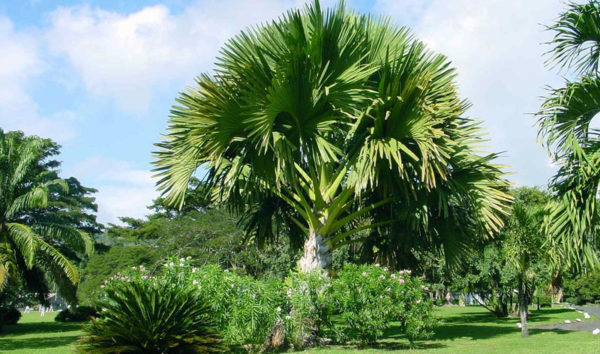 Our Palm Seed Jewellery - Ivory Palm Seed