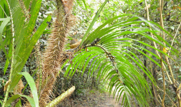 Our Palm Seed Jewellery - Ivory Palm Seed